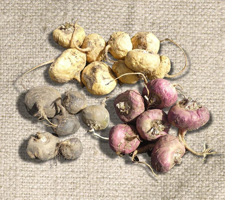 Qu'est-ce-que la maca